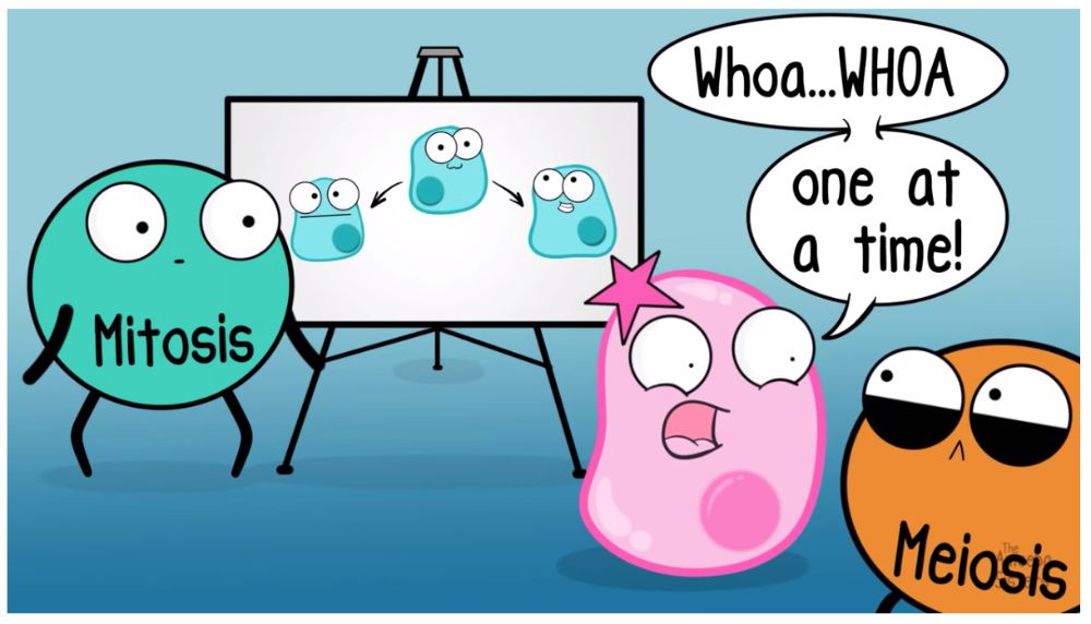 Meiosis Cartoon Strip
