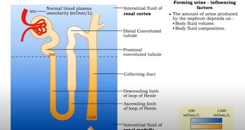Which nephron capillary bed specializes in forming concentrated u ...