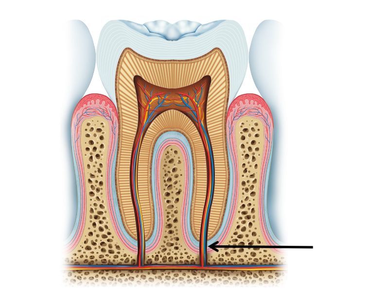Identify the structure located at the tip of the tooth's root whi ...