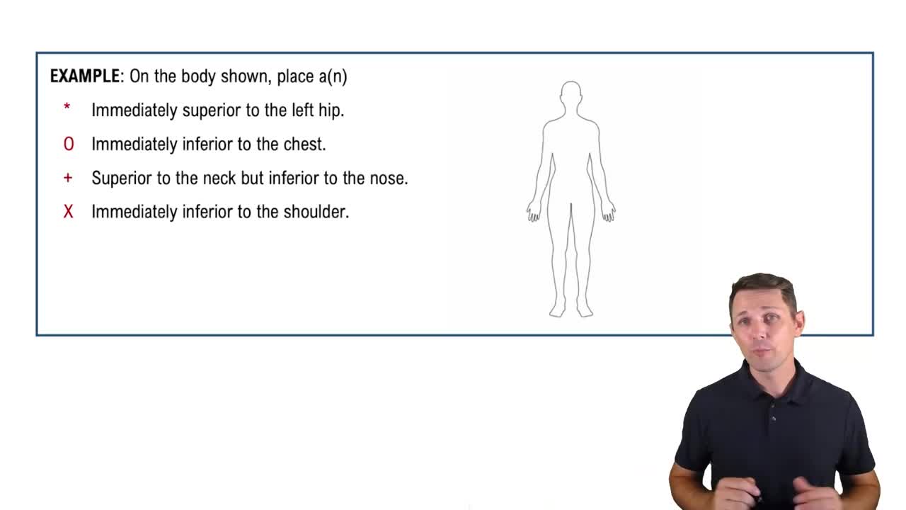 Superior Anatomy Term