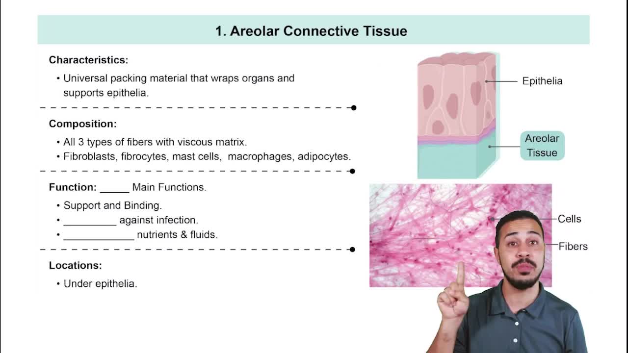 Areolar Connective Tissue Definition Location Function