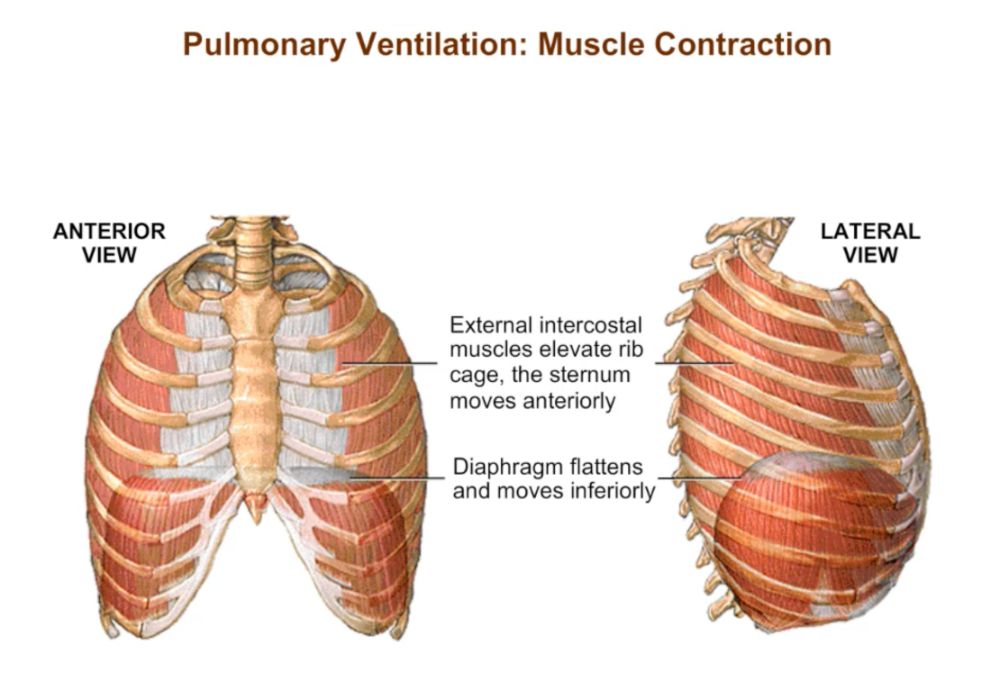 Difference Between Internal And External Intercostal Muscles