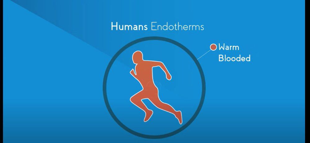 Are Humans Warm Blooded