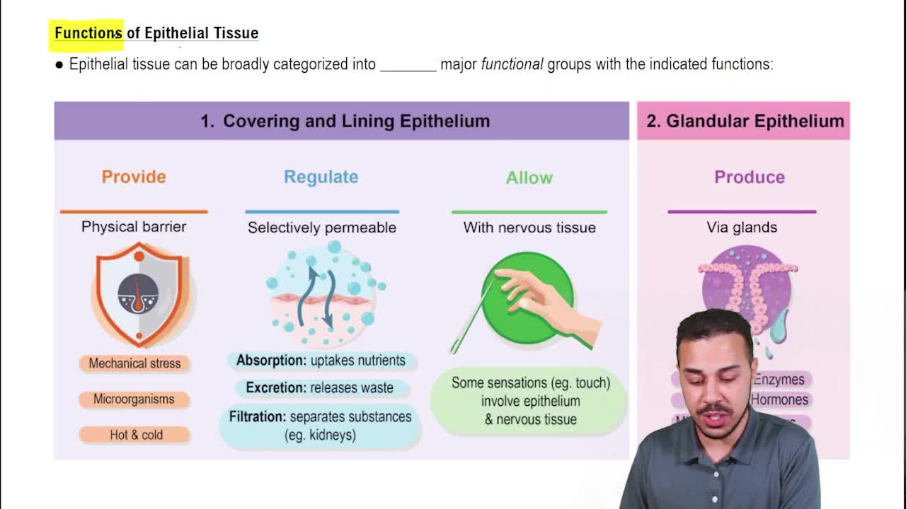 Epithelial Tissue Function And Location