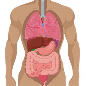 Abdominopelvic Quadrants and Regions Video Tutorial & Practice | Channels for Pearson+