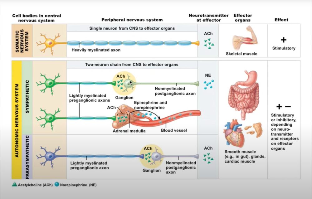 Somatic Vs Autonomic Nervous System
