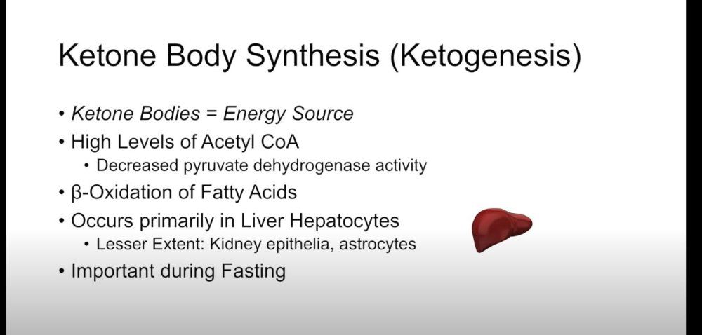 Ketone Body Synthesis
