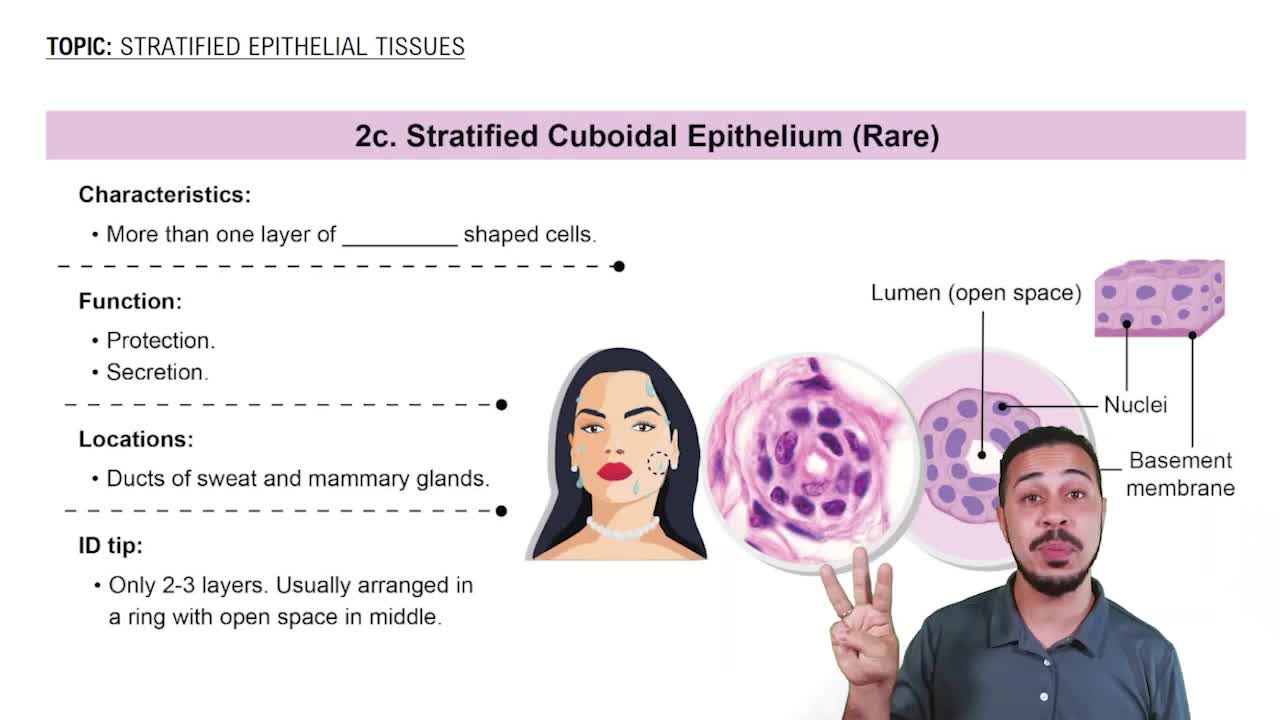 Stratified Epithelial Tissue
