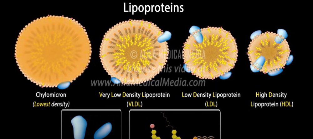 Hdl Vs Ldl Structure