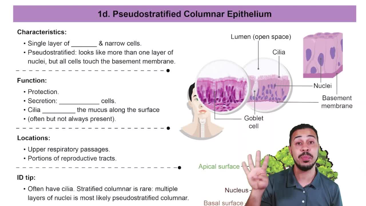Pseudostratified Columnar Epithelial Tissue