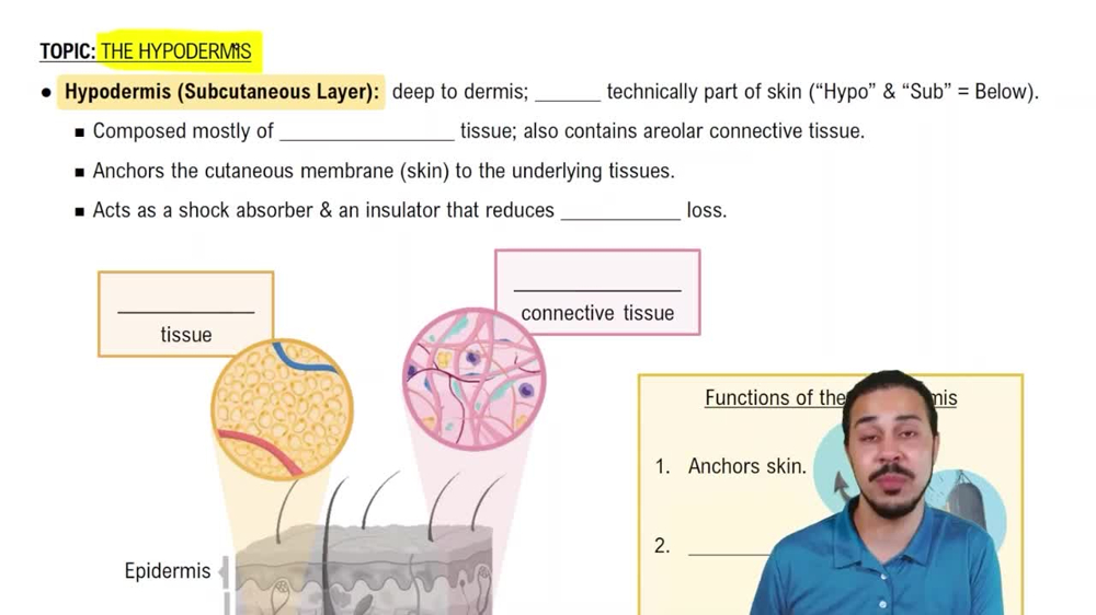 Cutaneous Membrane Diagram