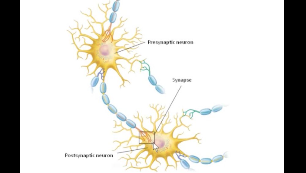 Presynaptic Neuron Vs Postsynaptic Neuron