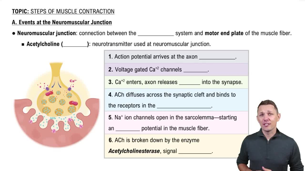 Excitation Contraction Coupling For Dummies