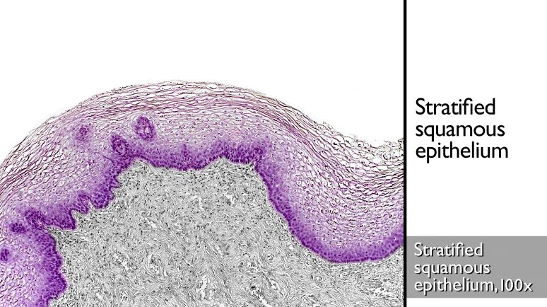 Stratified Squamous Epithelium Slide Labeled
