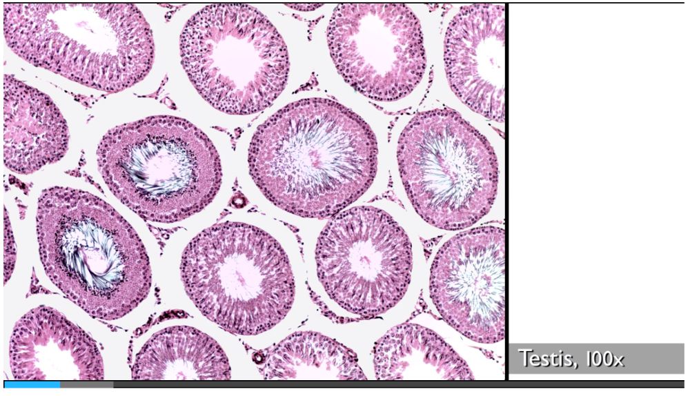 Testis Histology Labeled