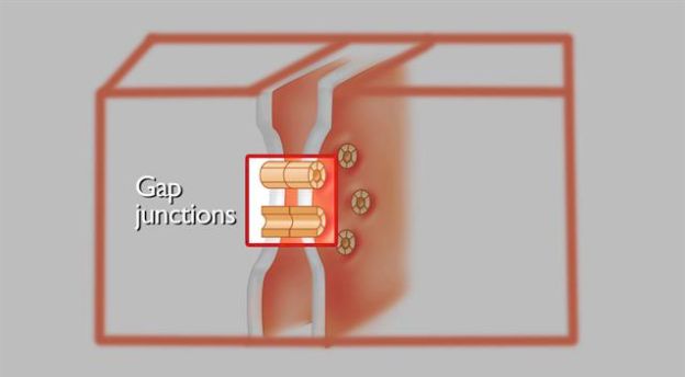 Gap Junction In Cardiac Muscle