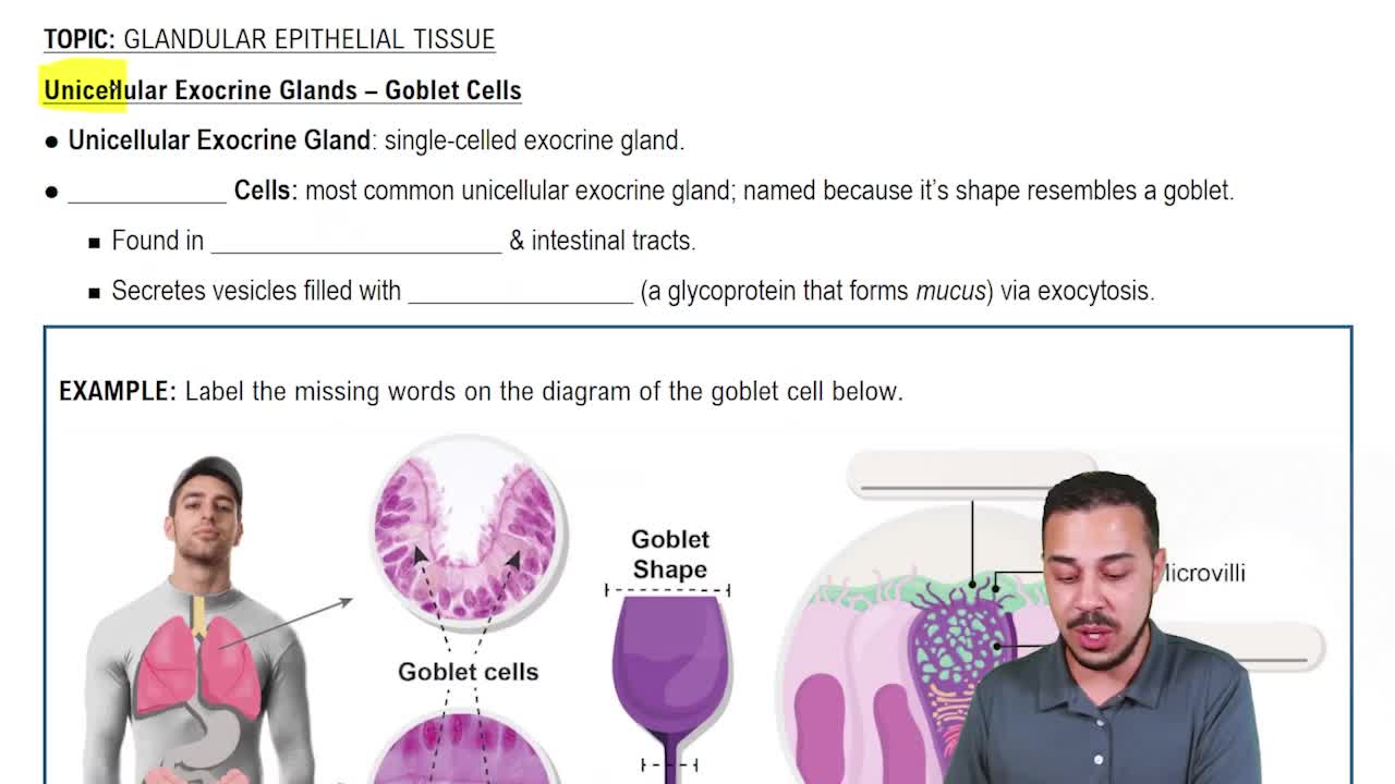 Glandular Epithelium Tissue