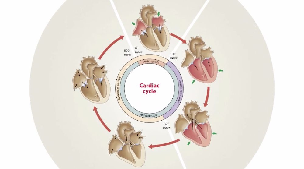 Cardiac Cycle Diagram Explained