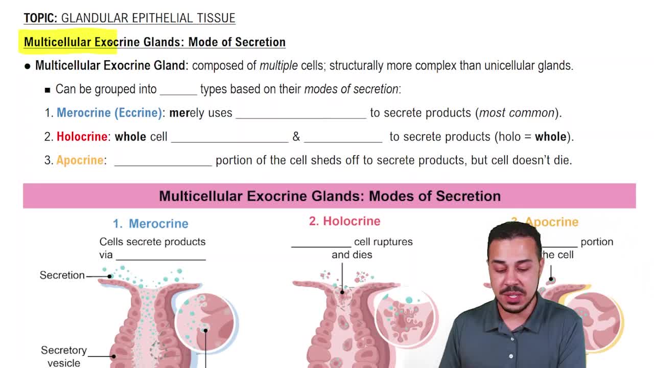 Glandular Epithelium Tissue