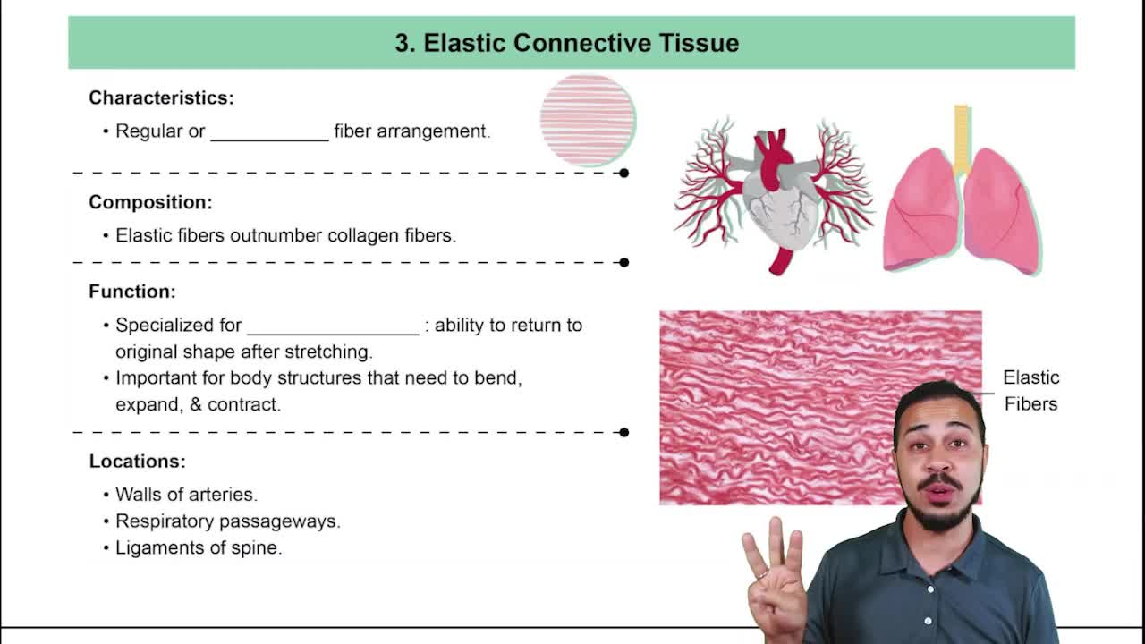 Elastic Fibers Structure