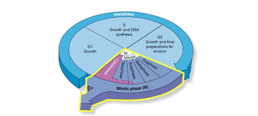 Cell Cycle Phases Prophase