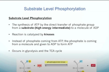 Substrate Level Phosphorylation Krebs Cycle