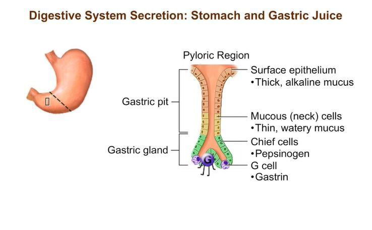 Stomach Histology Labeled Gastric Pits