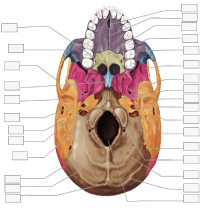 Superior View Of The Skull Calvaria Removed