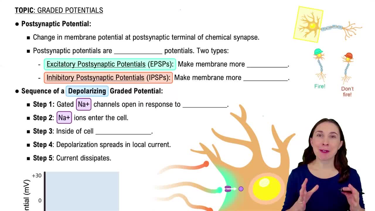 Difference Between Graded Potential And Action Potential Solved: Drag