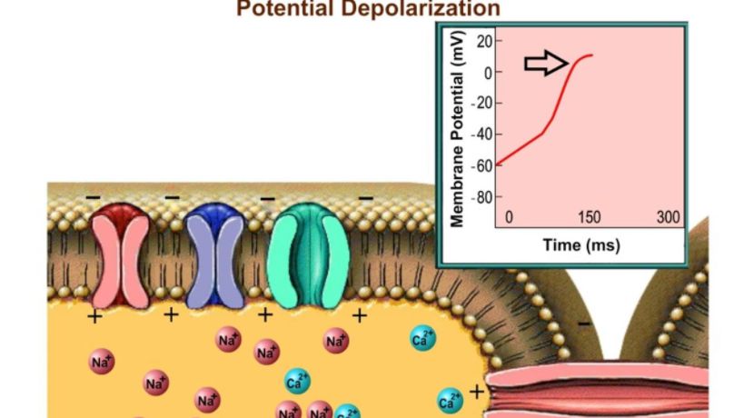 Cardiac Action Potential Animation