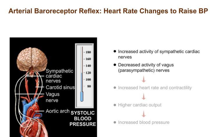 Aortic Sinus Baroreceptors