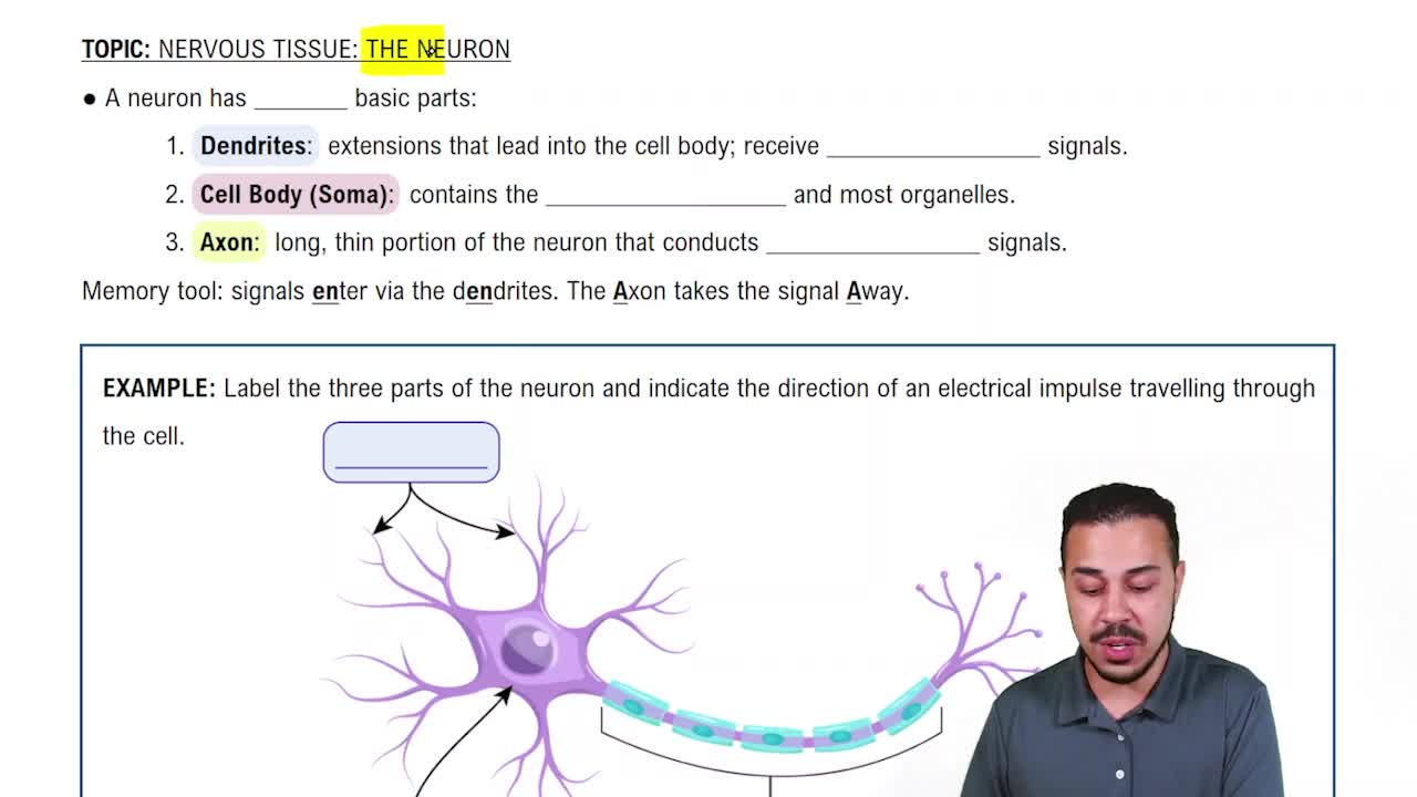 Nervous Tissue Diagram Labeled