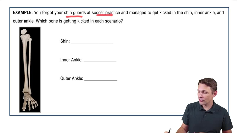 Blank Leg Bone Diagram Exam 2 Bones Of The Lower Limb