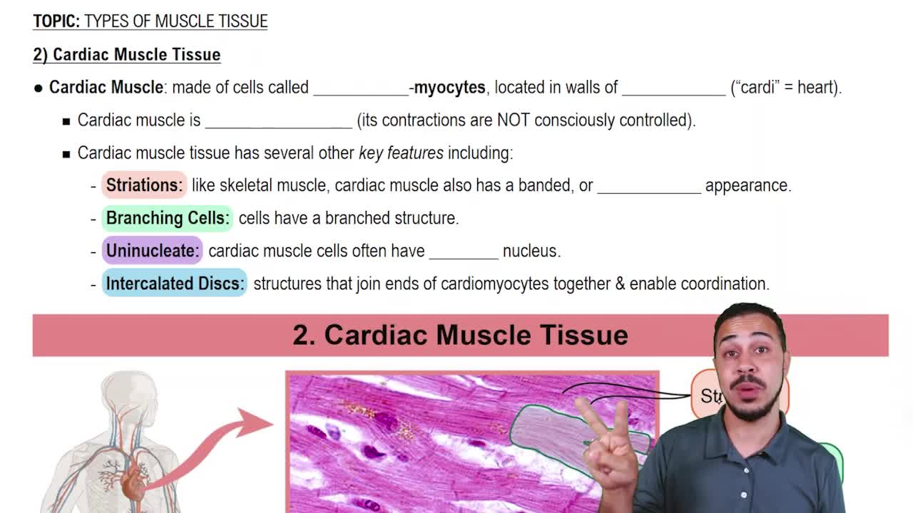 Cardiac Muscle Cell Structure Branching