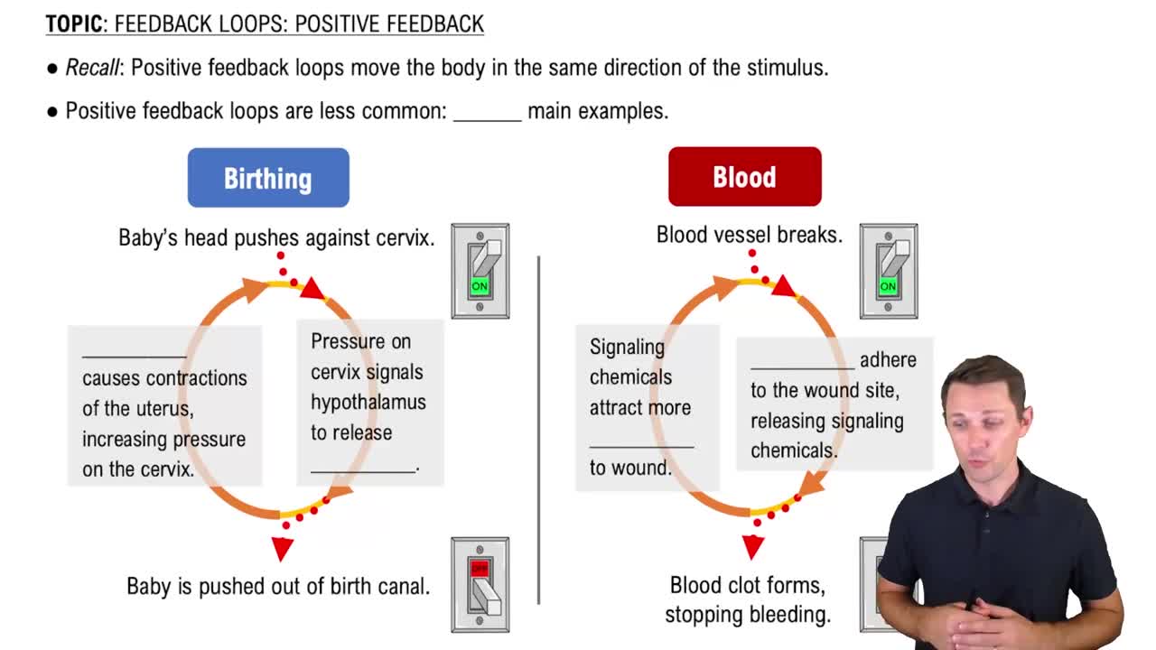 Which Of The Following Is An Example Of A Positive Feedback Loop 