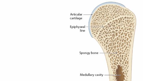 Epiphyseal Bone