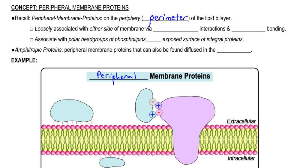 Peripheral Protein