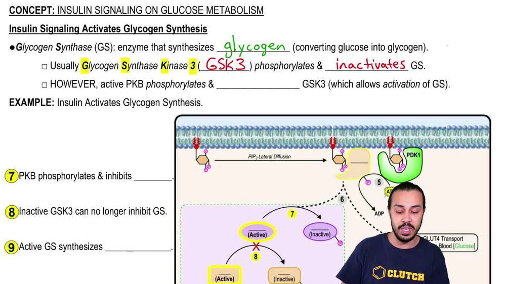 Glucose Metabolism