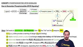 All G proteins are activated by GDP/GTP exchange (binding to GTP ...