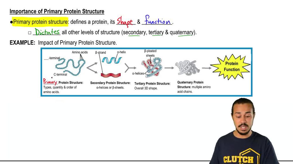 Proteins Primary Structure