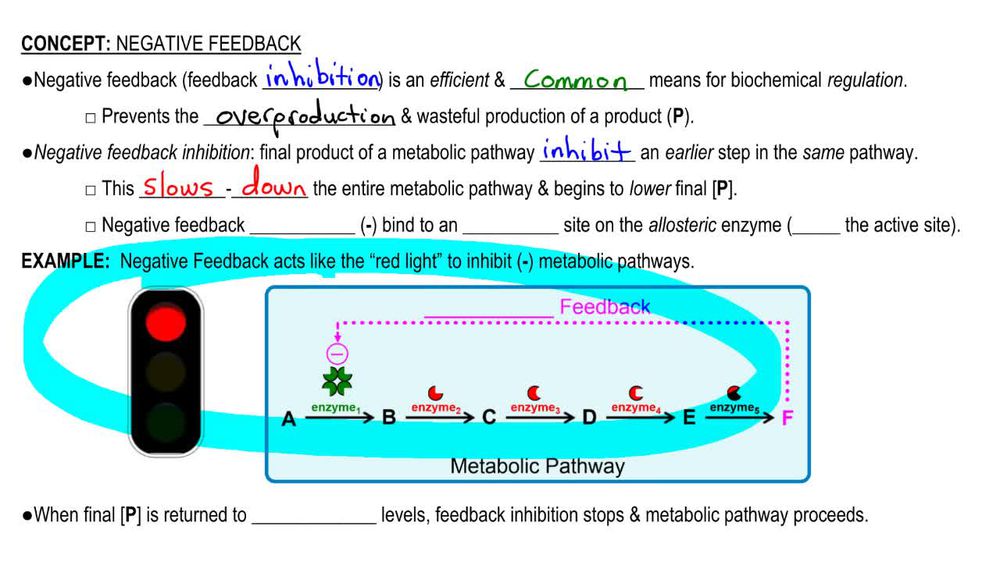 Allosteric Inhibition Metabolic Pathway