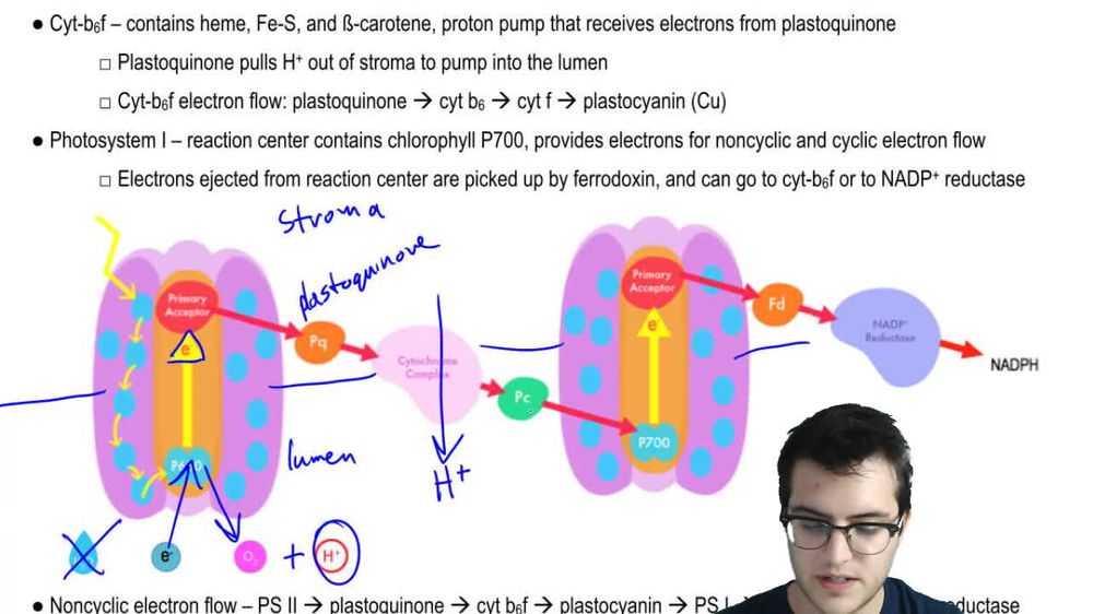 Photophosphorylation Vs Oxidative Phosphorylation