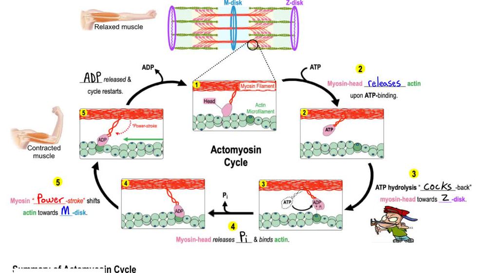 Atp Hydrolysis Muscle Contraction