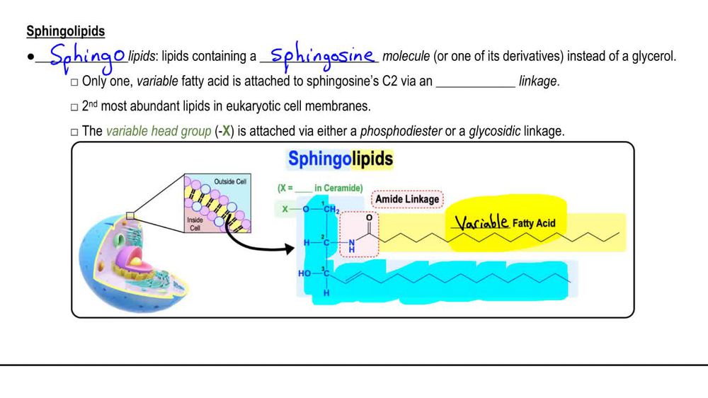 Sphingolipid
