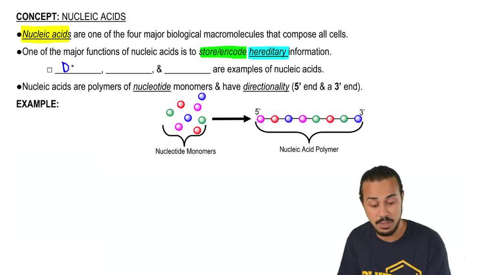Nucleic Acids Examples