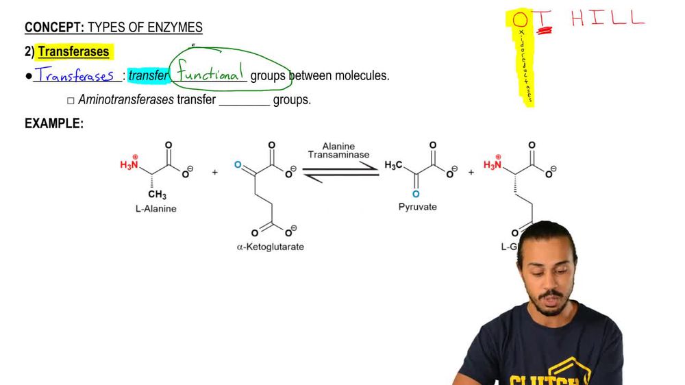 Enzymes Examples