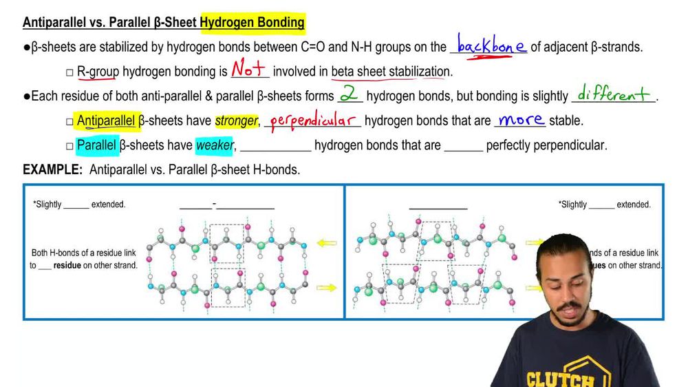 Beta Sheet Antiparallel Vs Parallel