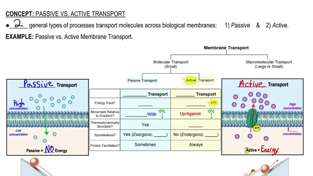 Active And Passive Transport Examples