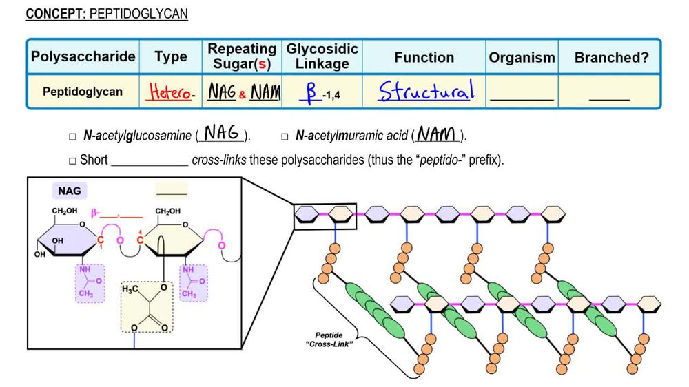 Peptidoglycan Cross Linking