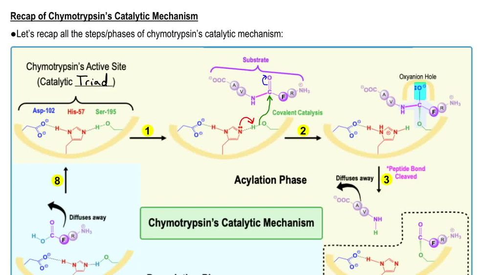 Structure Of Chymotrypsin